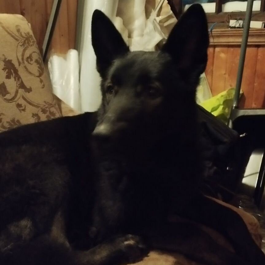 Немецкая овчарка, щенок