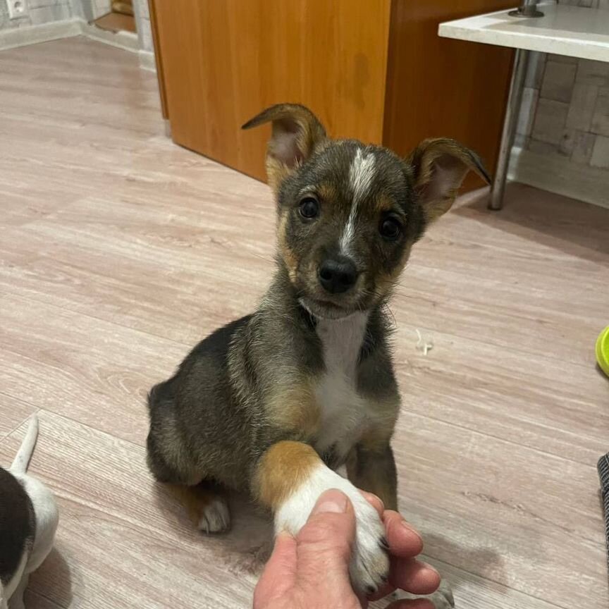 Ума ищет дом