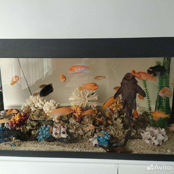 Большой живой сом и рыбки