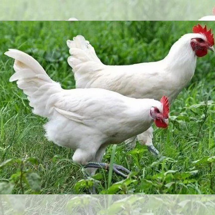 Курочки несушки