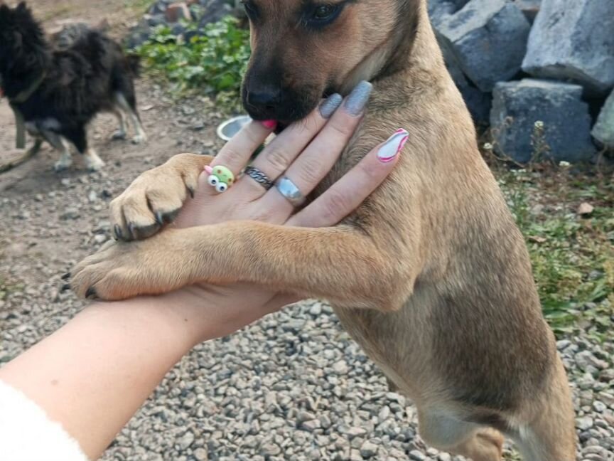 Двойняшки в добрые руки