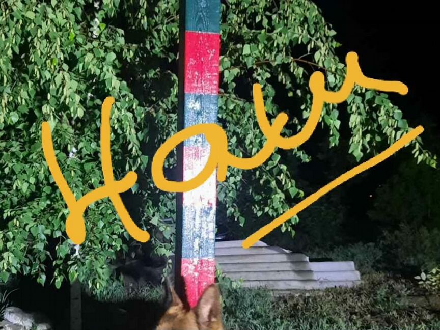 Немецкая овчарка вязка кобель