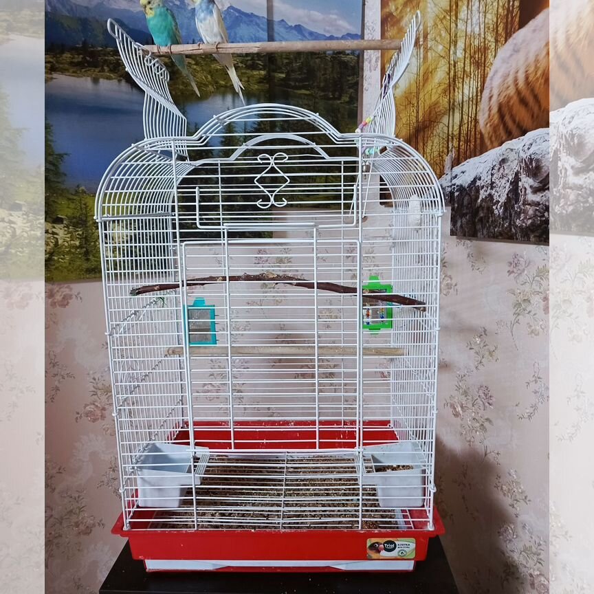 2 попугая с клеткой