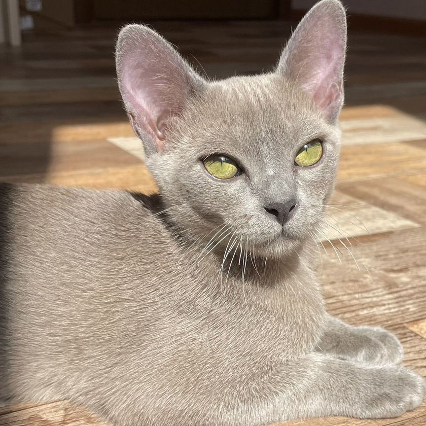 Бурма котёнок