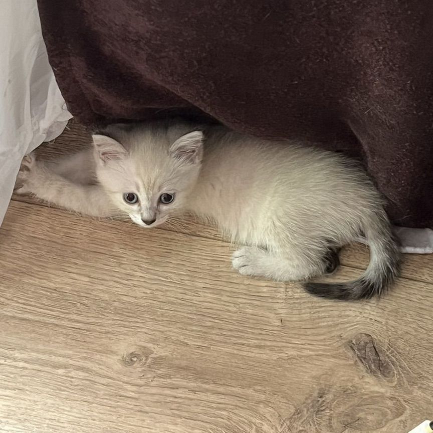 Невский маскарадный котёнок