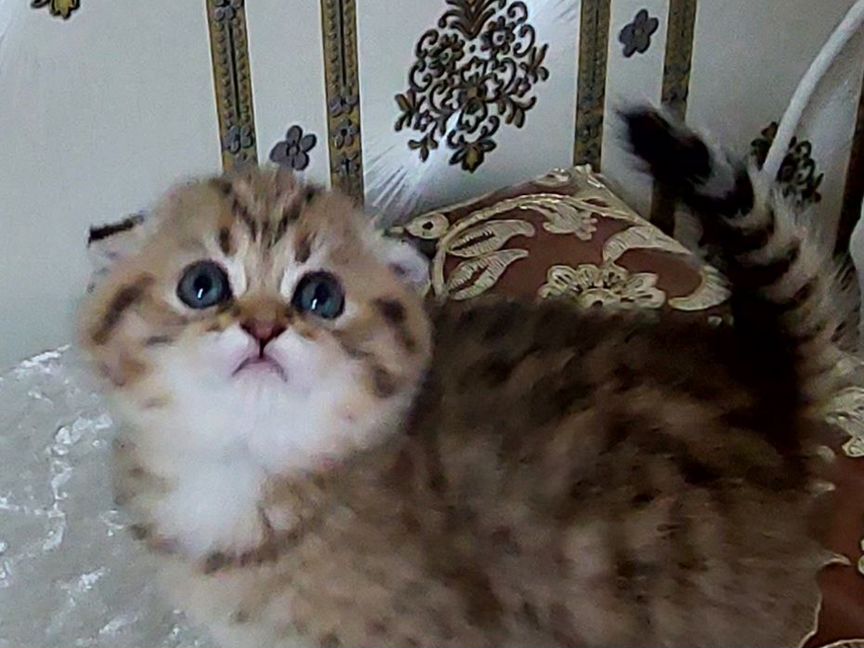Шотландские котята