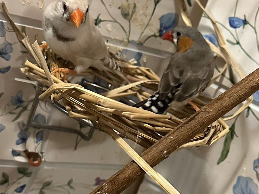 Зебровые амадины