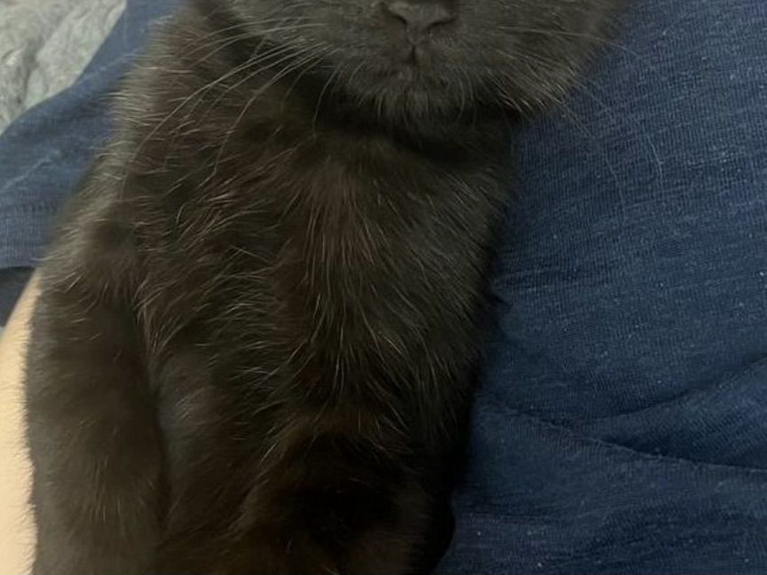Кот на половину экзот