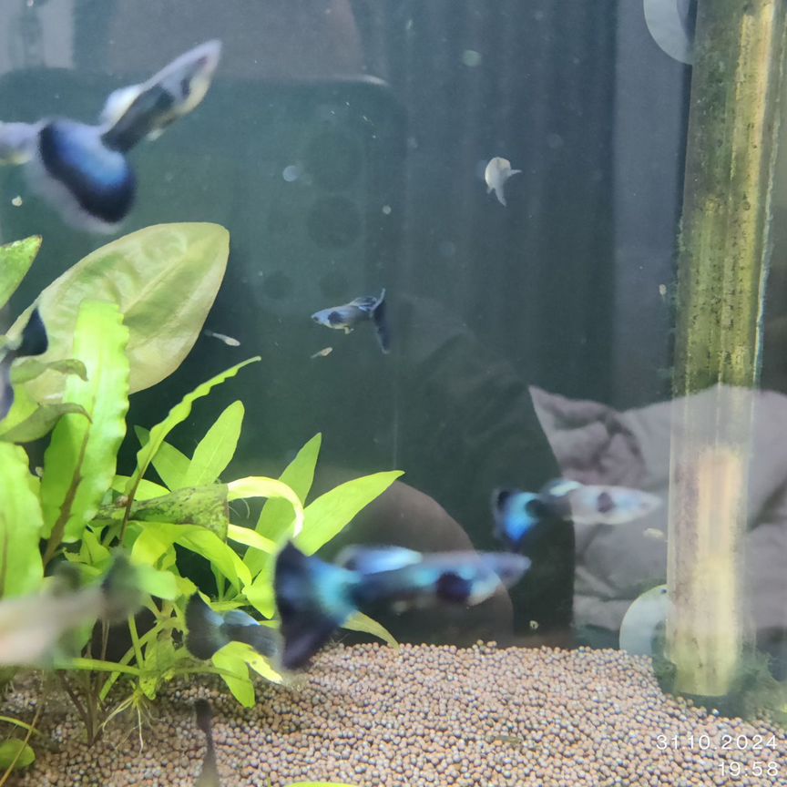 Рыбки гуппи московские синие