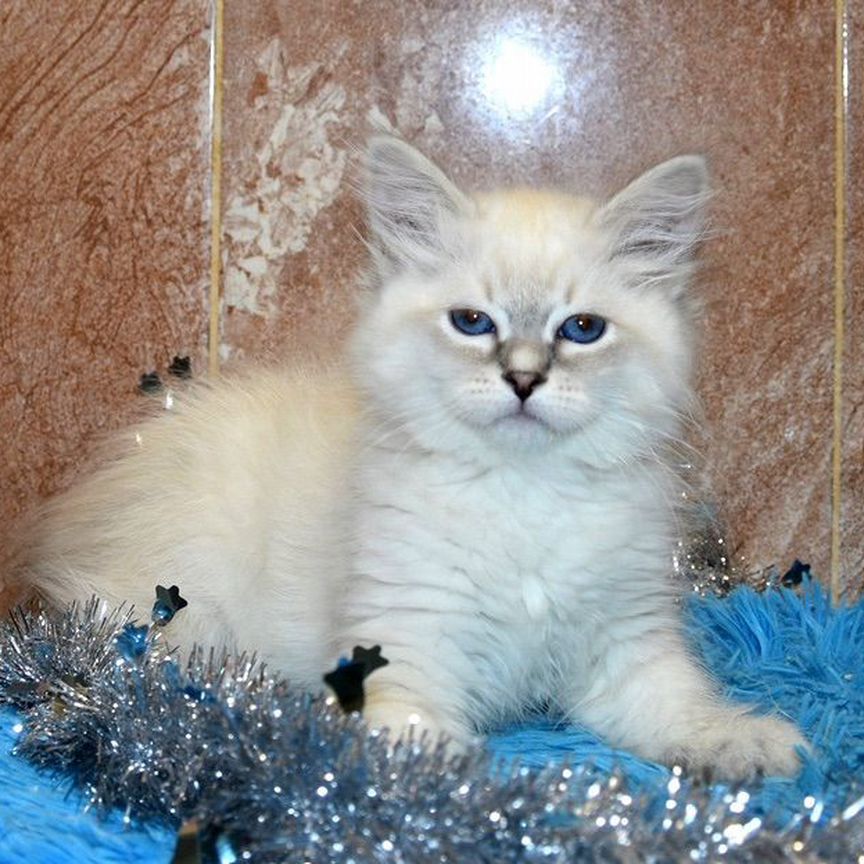 Невская маскарадная кошечка