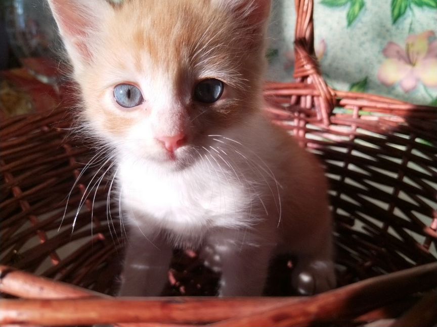 Рыжие котики