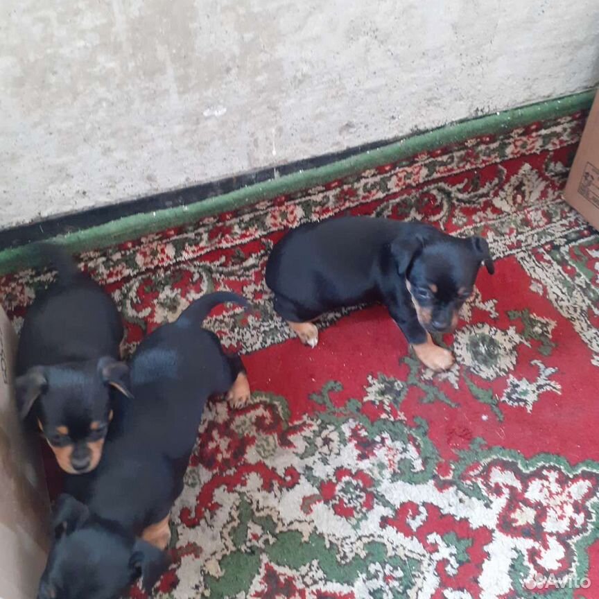 Щенки,один мальчик и две девочики