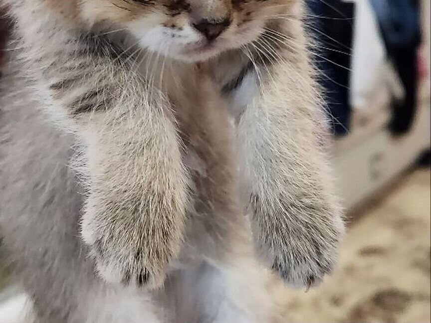 Шотланская прямоухая кошка