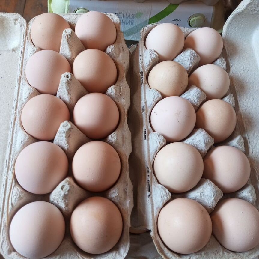 Ия Кучинские, Ливенские, Билефельдер