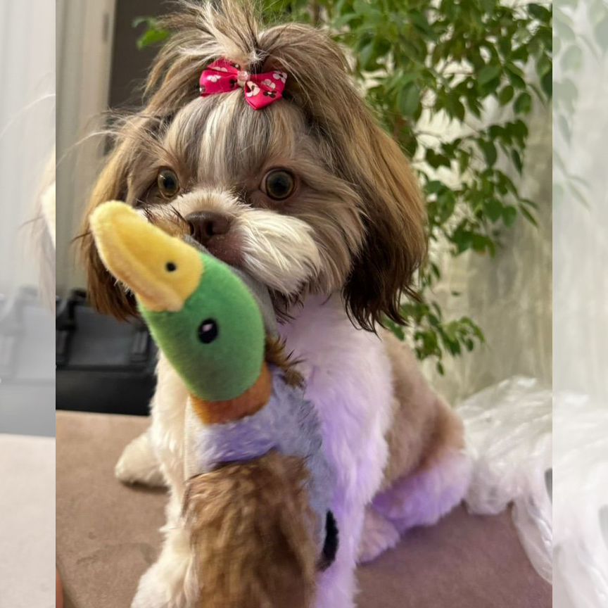 Шоколад с зелеными глазами