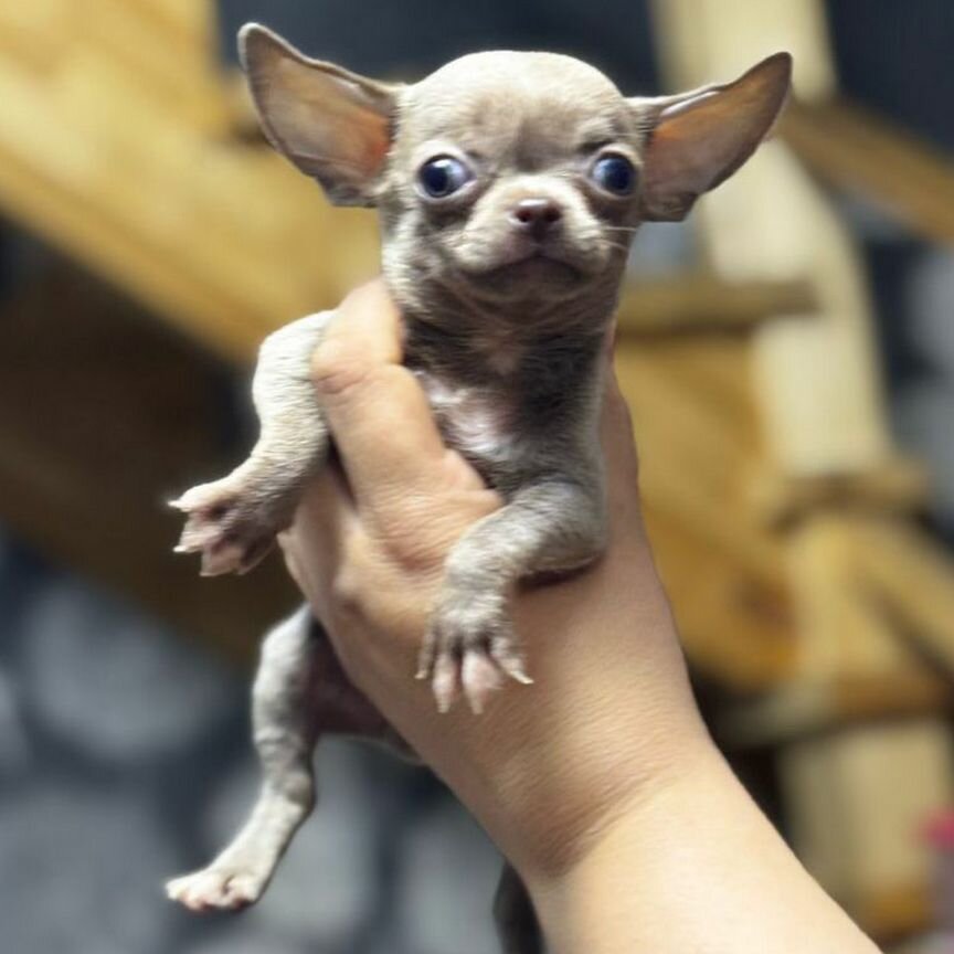 Мальчики чихуахуа