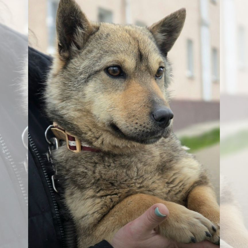 Взрослая собака в добрые руки