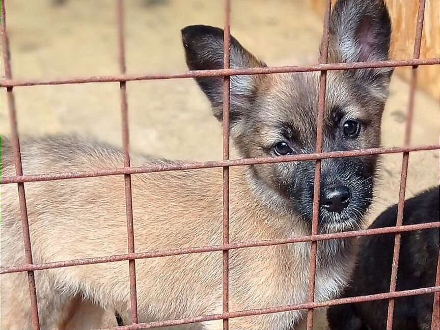 Щенок помесь пацан