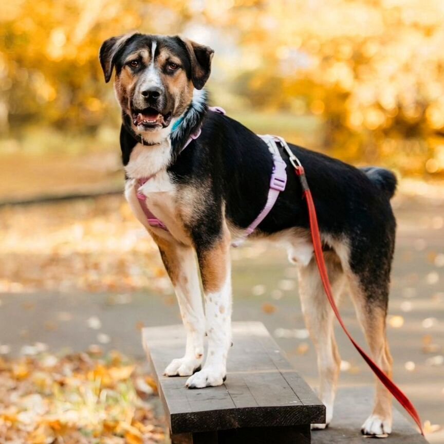 Собака в добрые руки