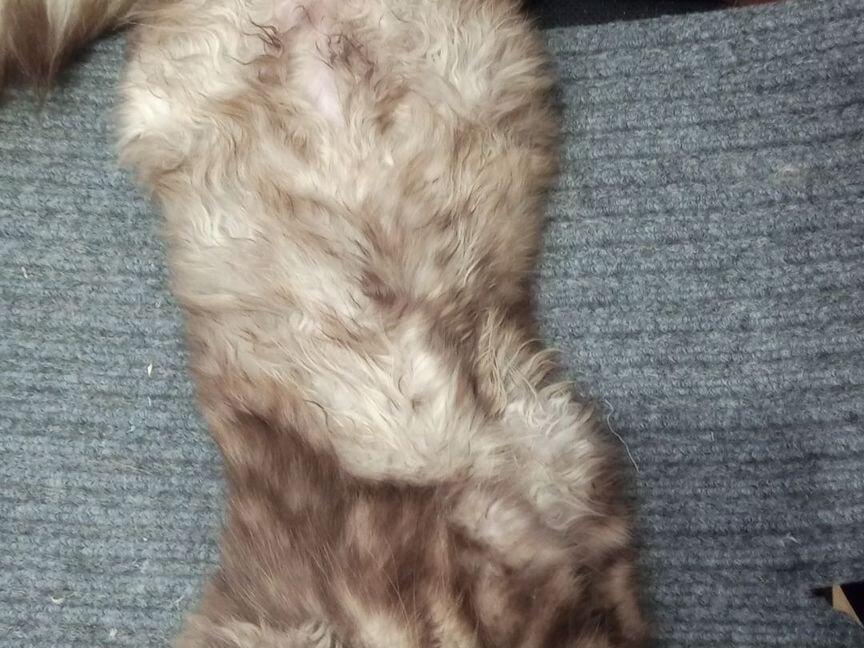 Отдам шотландца скотиш страйт