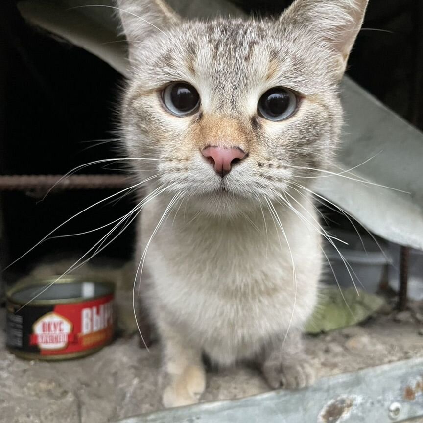 Тайская кошка в добрые руки