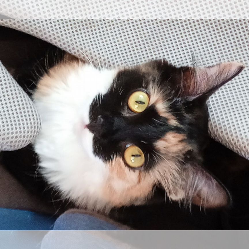 Кошка в дар