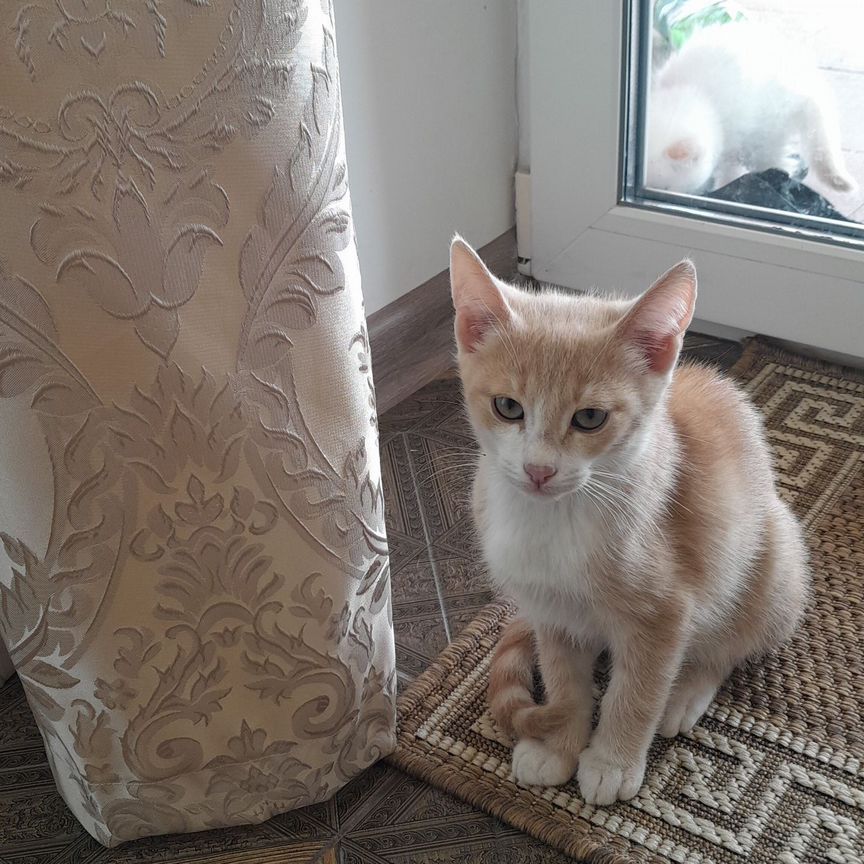 Котенок мальчик 2,5мес