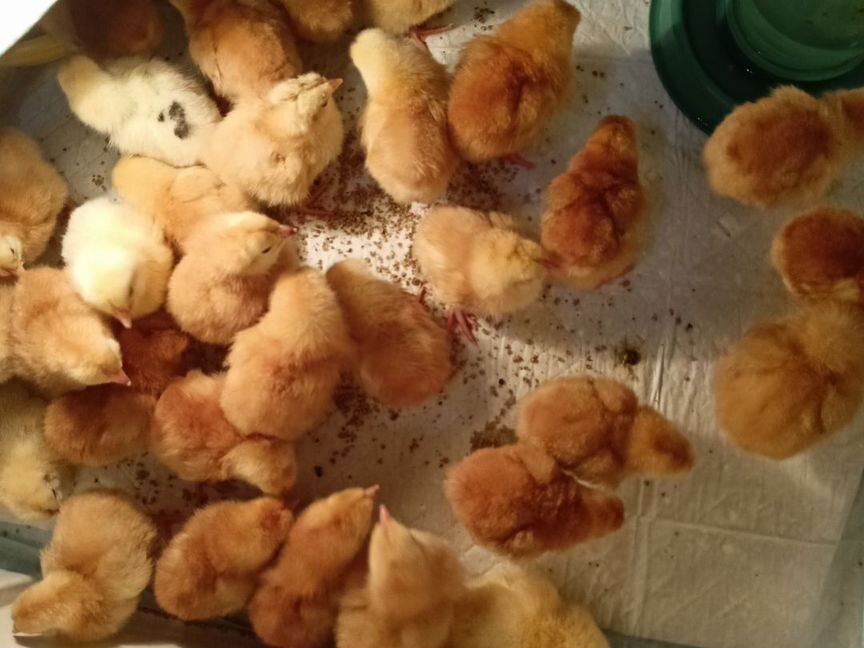 Цыплята Ред бро