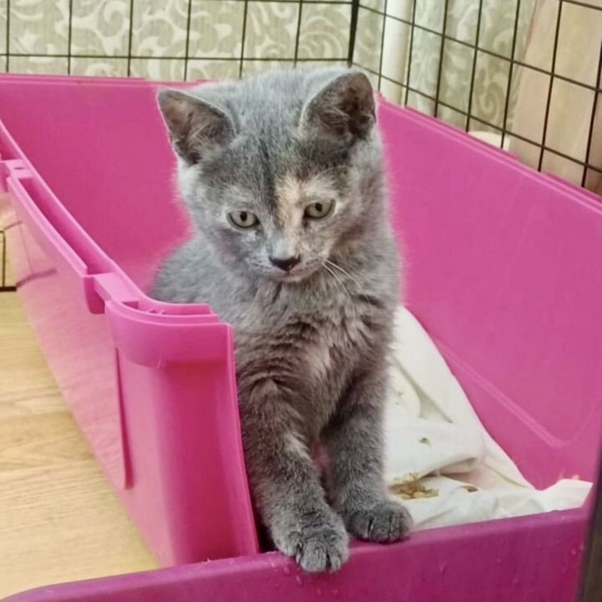 Котята в добрые руки типаж русская голубая