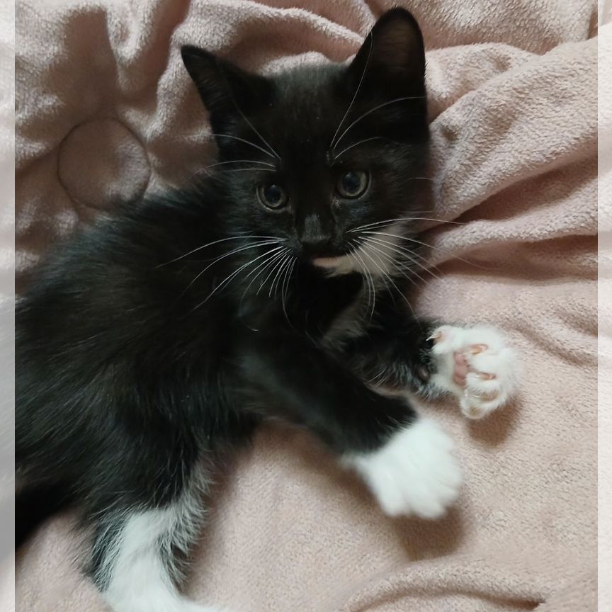 Котёнок в добрые руки