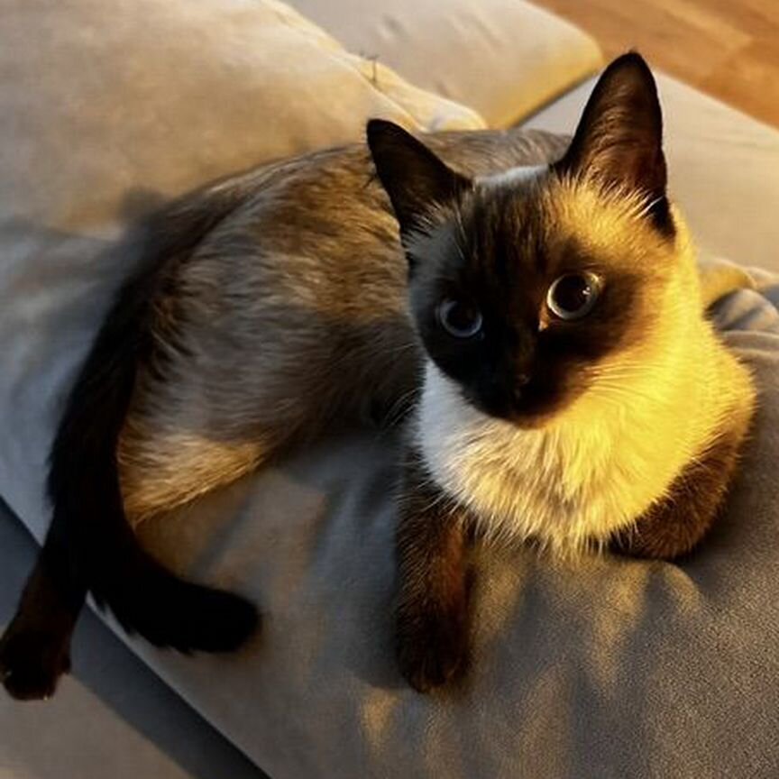 Сиамская кошечка