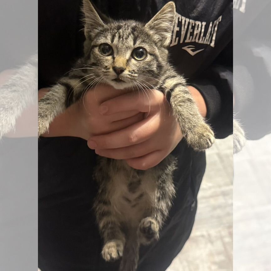 Кошечка ищет семью