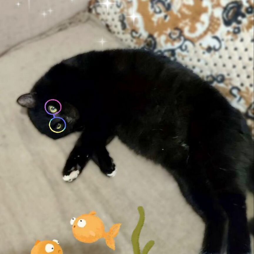 Добрый, ласковый котик