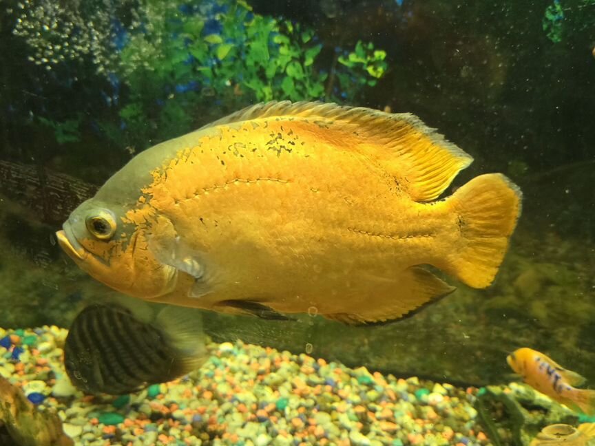 Астронутус