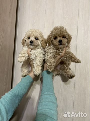 Мальтипу ф1 малыши кудряши крови Корея