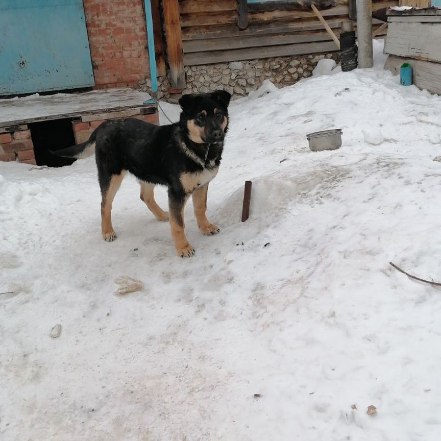 Отдадим в добрые руки