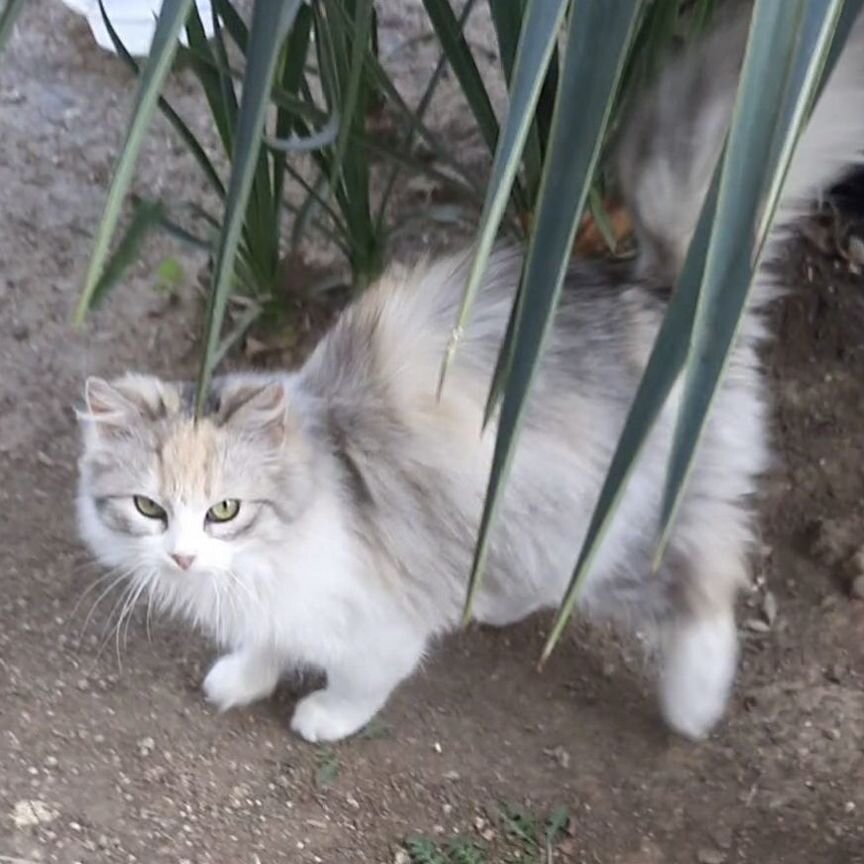 Котенок в добрые руки