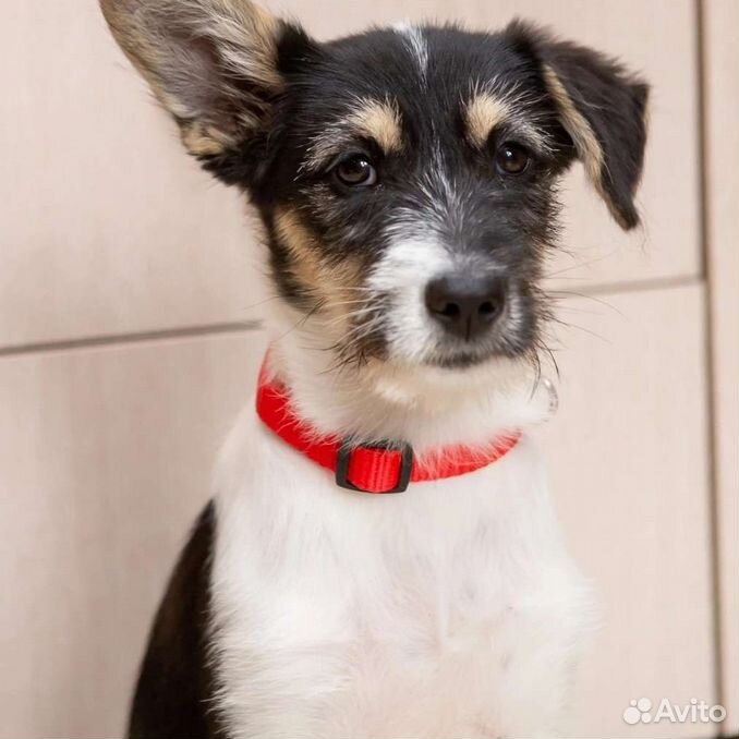 Красавица Милли ищет семью