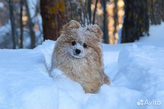 Выгульщик собак