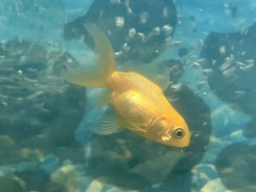 Золотая рыбка вуалехвост