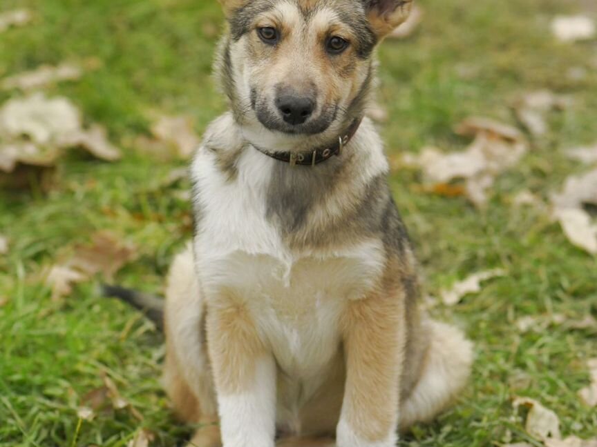 Щенок Лиза ищет семью