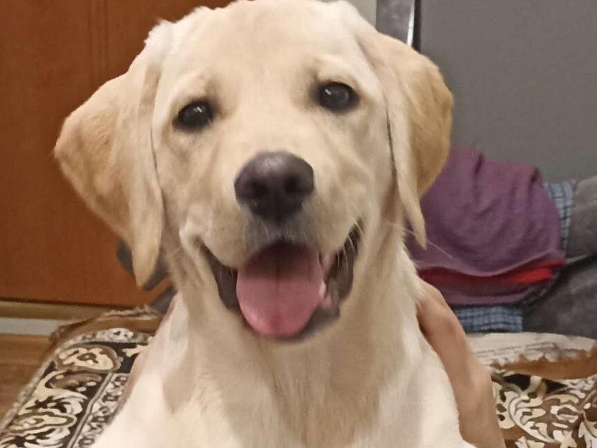 Щенки лабрадора