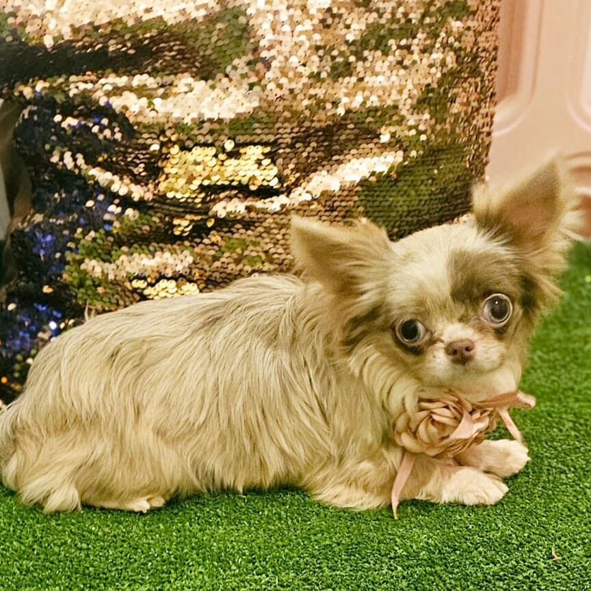 Малышка чихуа хуа д/ш