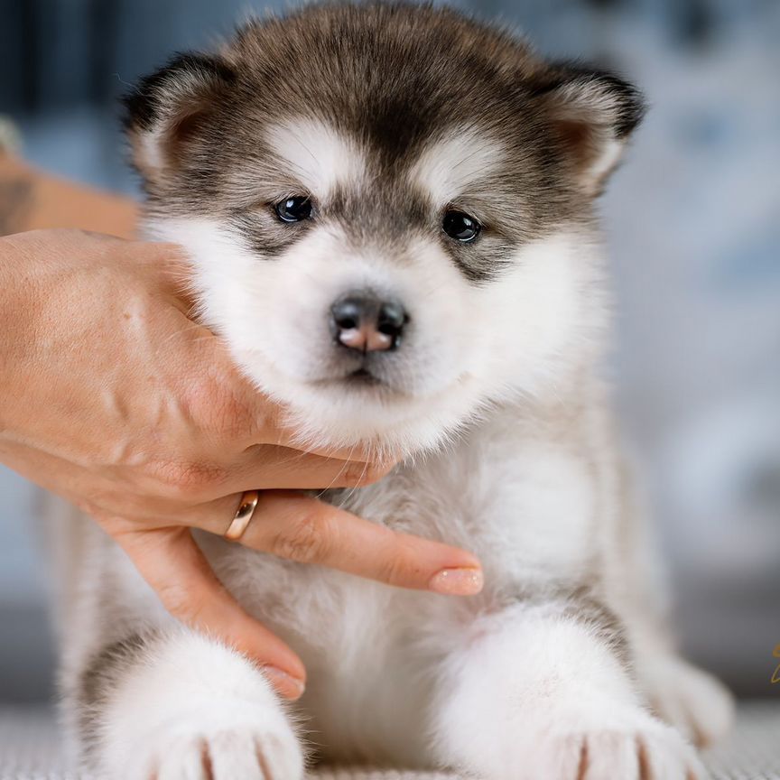 Аляскинский маламут