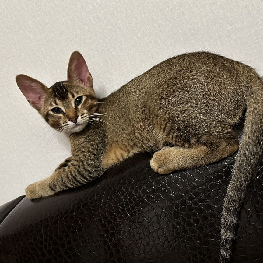 Котенок в добрые руки