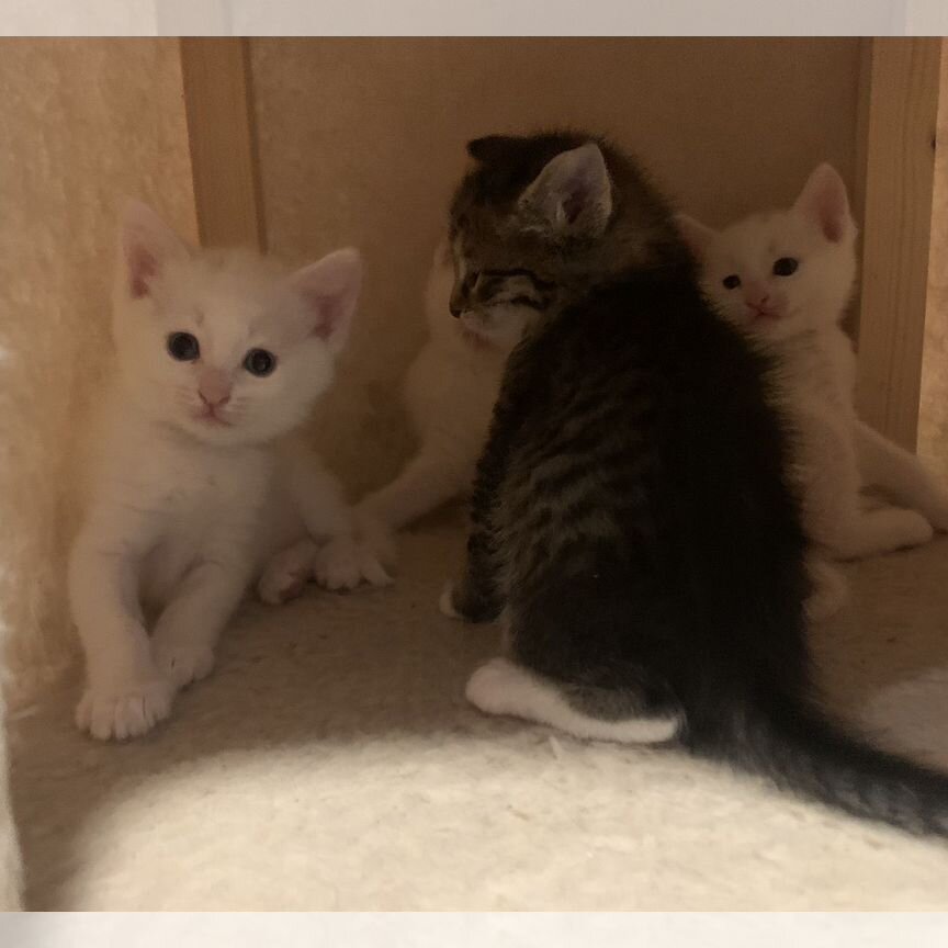 Отдам котят в добрые руки,котятам уже 1 месяц