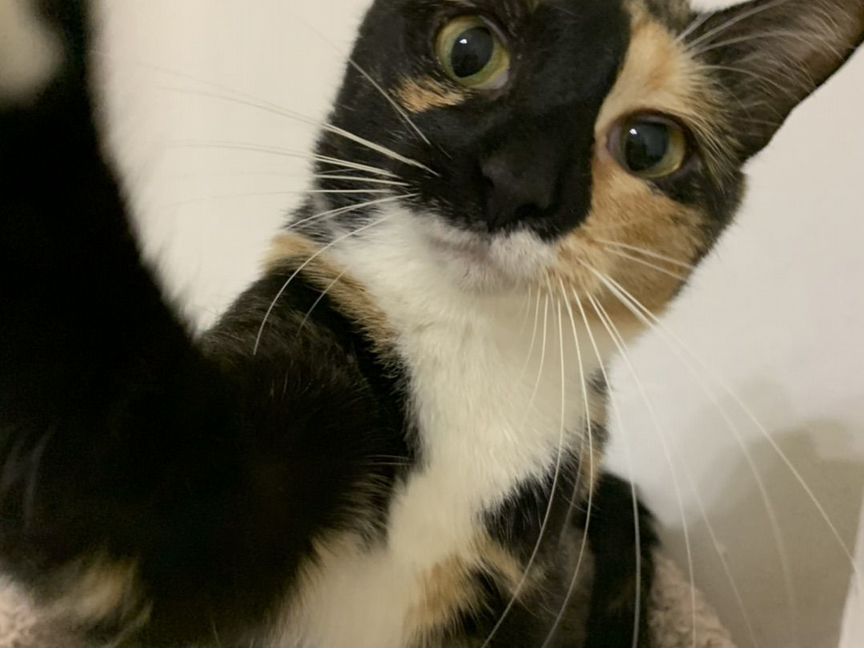 Кошечка Кэсси