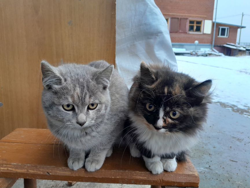 Котята в добрые руки бесплатно