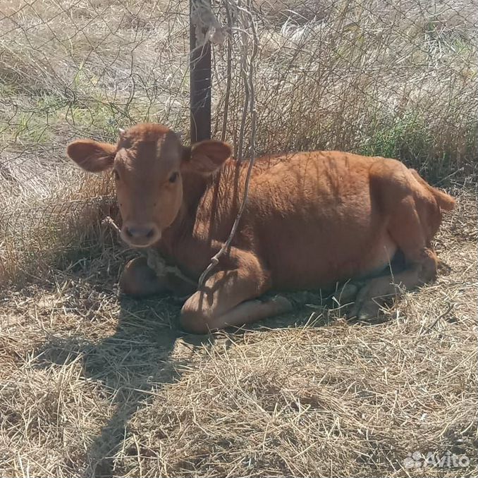 Продам телят