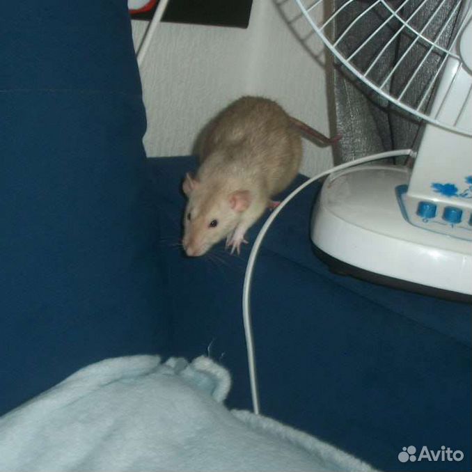 Крыска дамбо